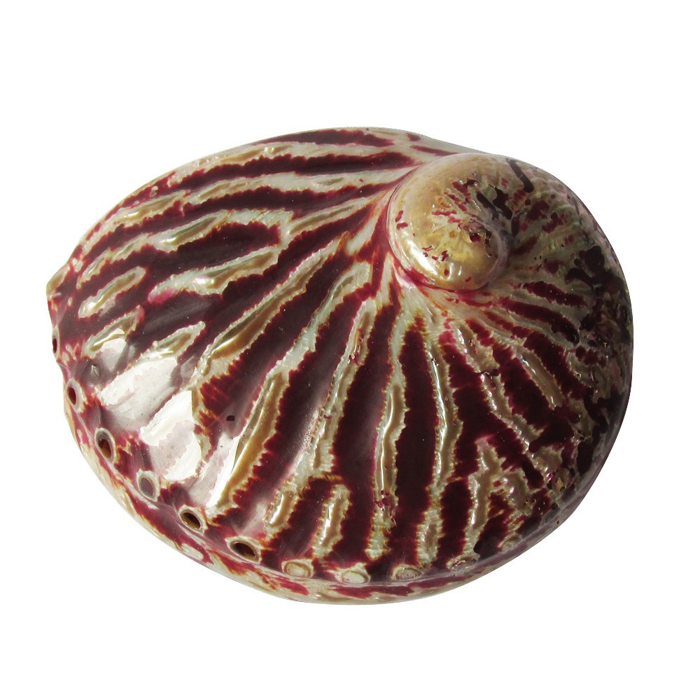 1x Abalone Sea Shell Naturally Coloured 13cm Real from Indonesian Beach ...