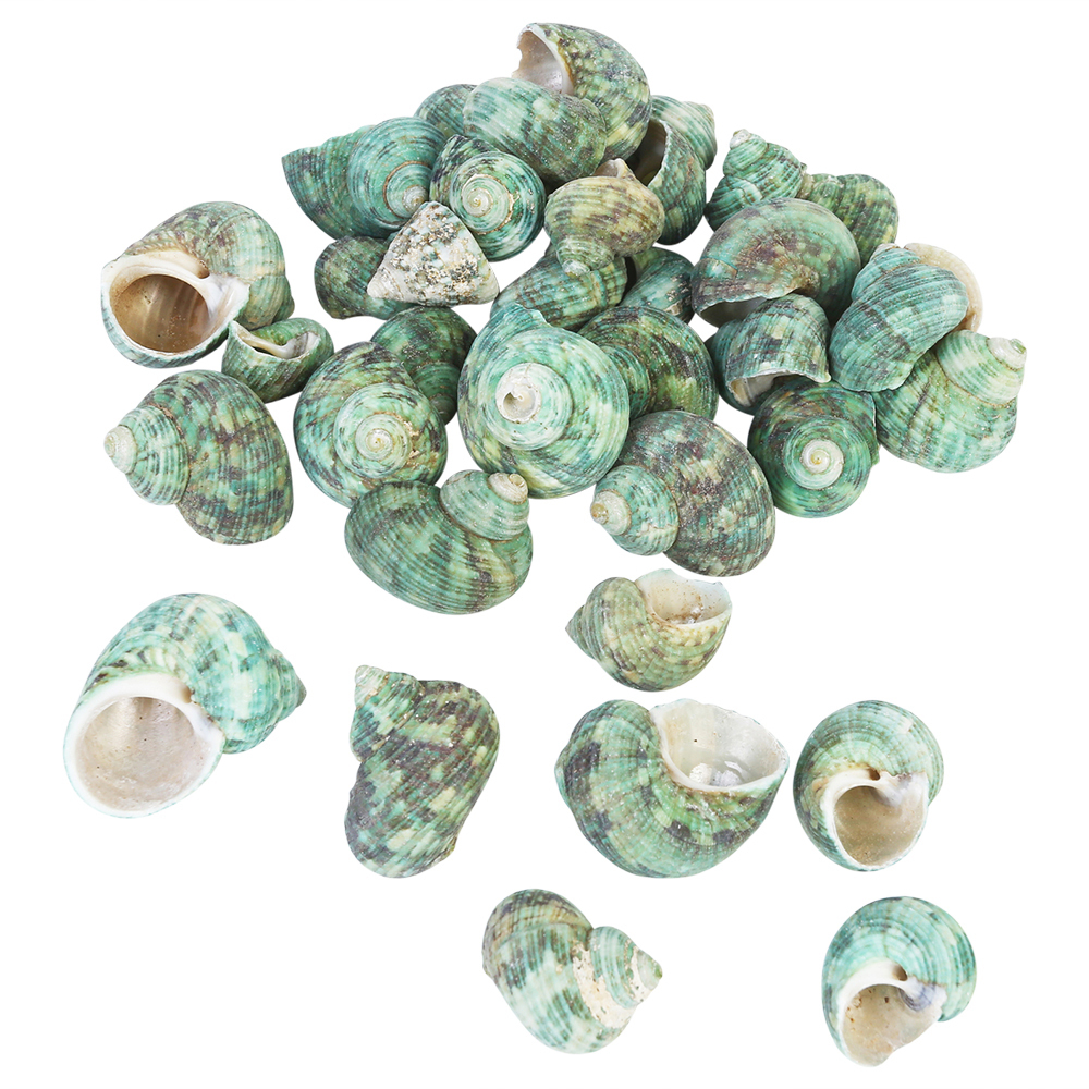 1pce 200g Bag of Sea Shells - Green Snail Shell 3cm to 5cm Decretive ...